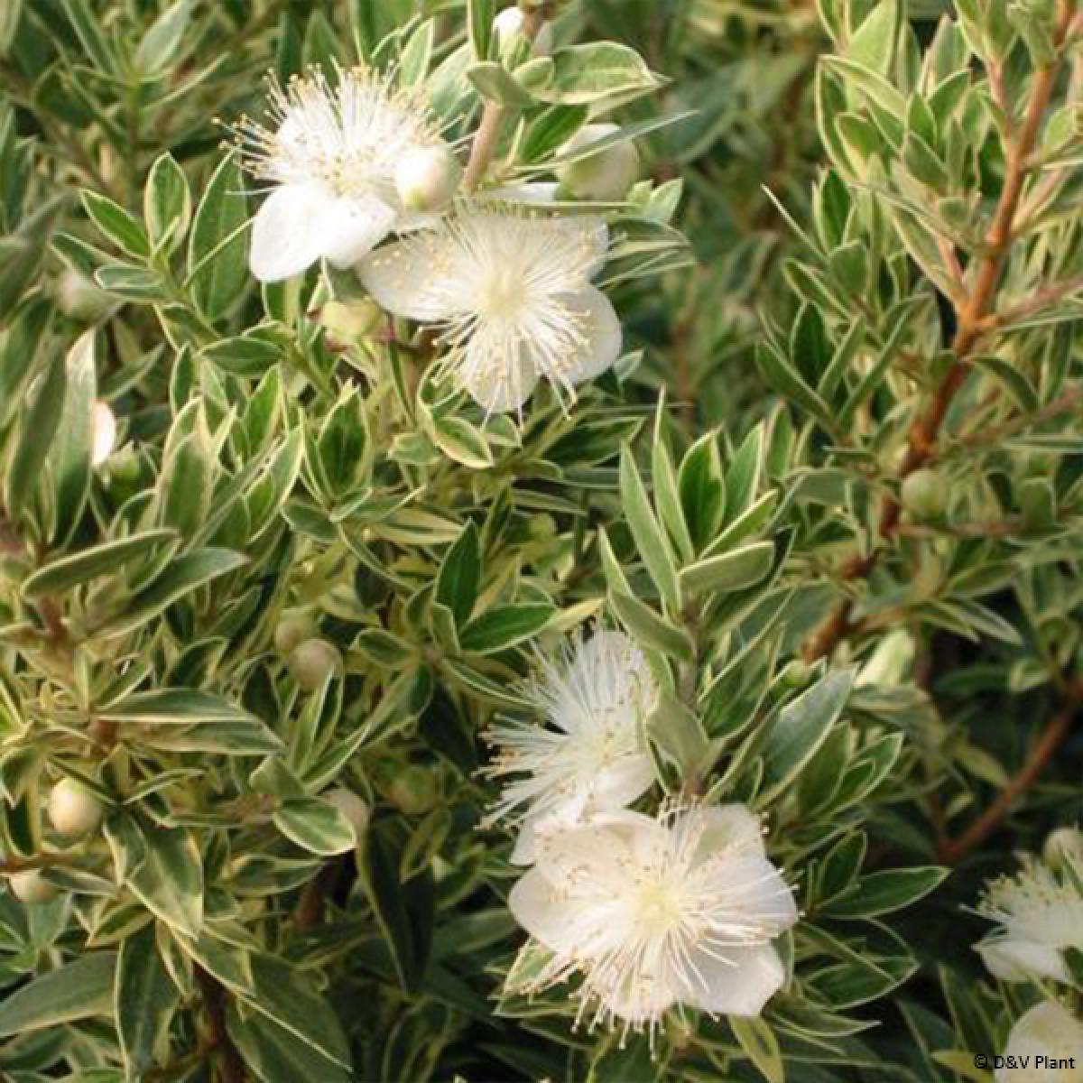 Myrtus communis Variegata - Evergreen myrtle with highly fragrant ...