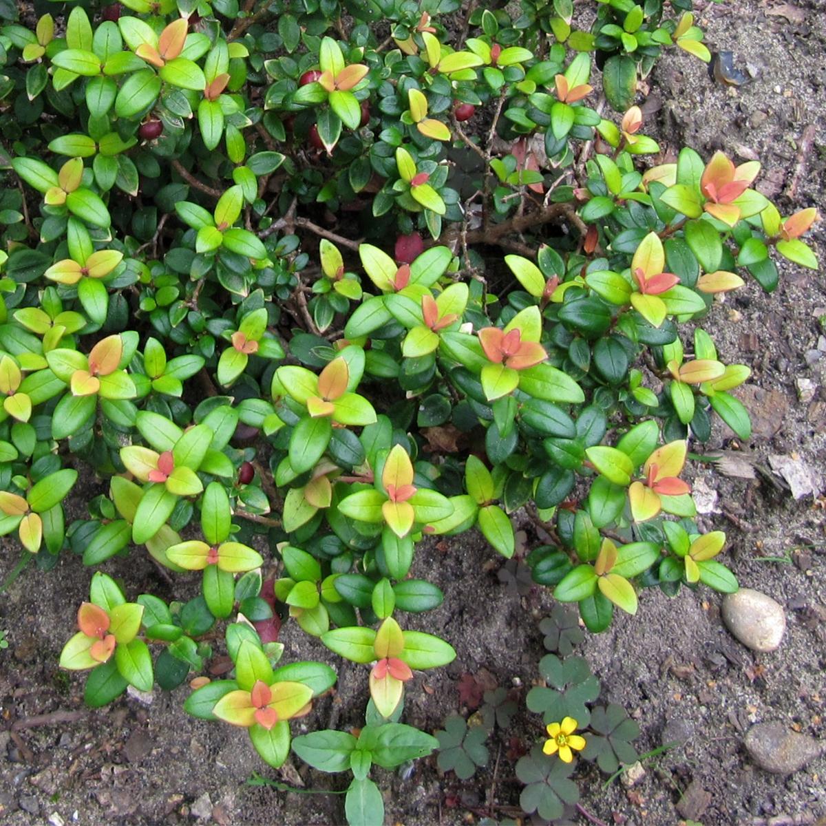 Ugni molinae Butterball - Chilean Bush - Evergreen bush, compact, with ...