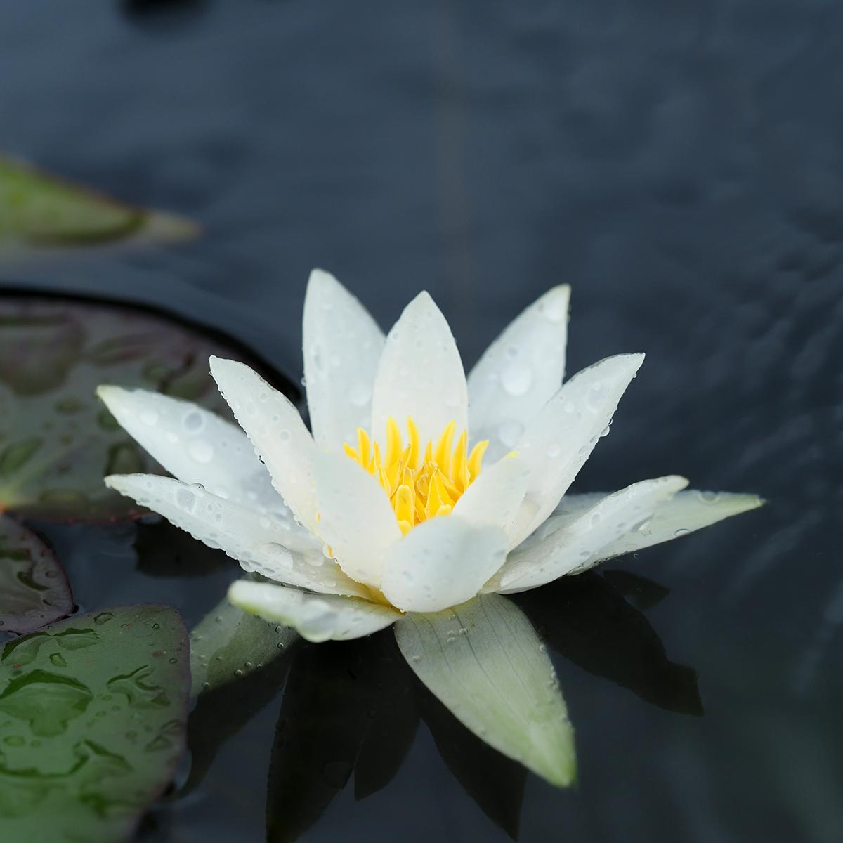 Nymphaea tetragona - Dwarf white water lily - Aquatic plant