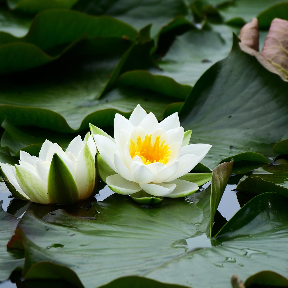 Nymphaea tetragona - Dwarf white water lily - Aquatic plant