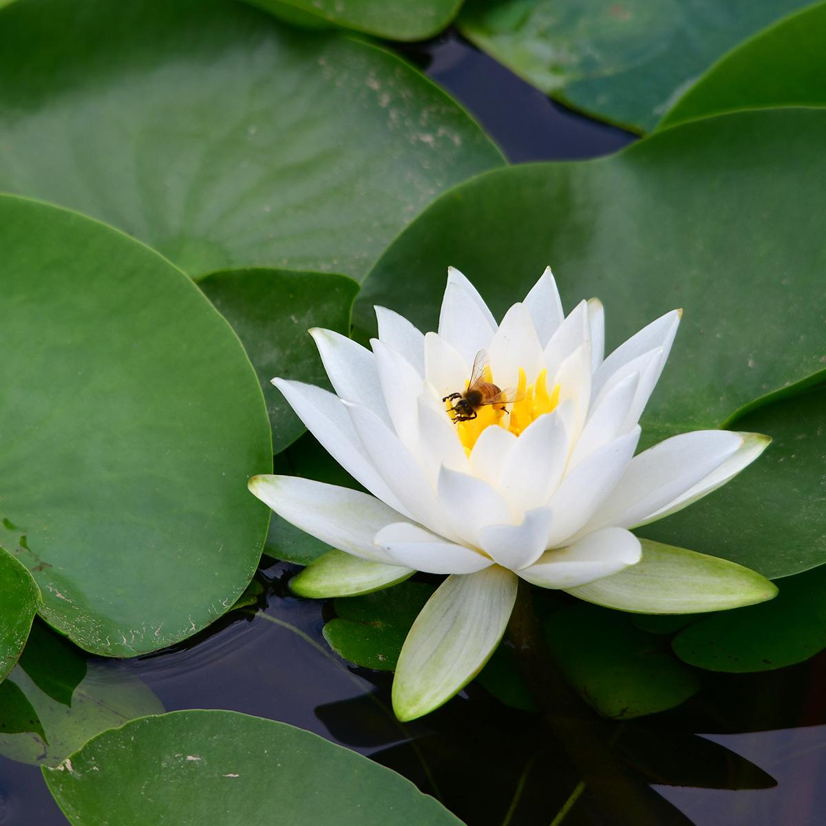 Nymphaea tetragona - Dwarf white water lily - Aquatic plant