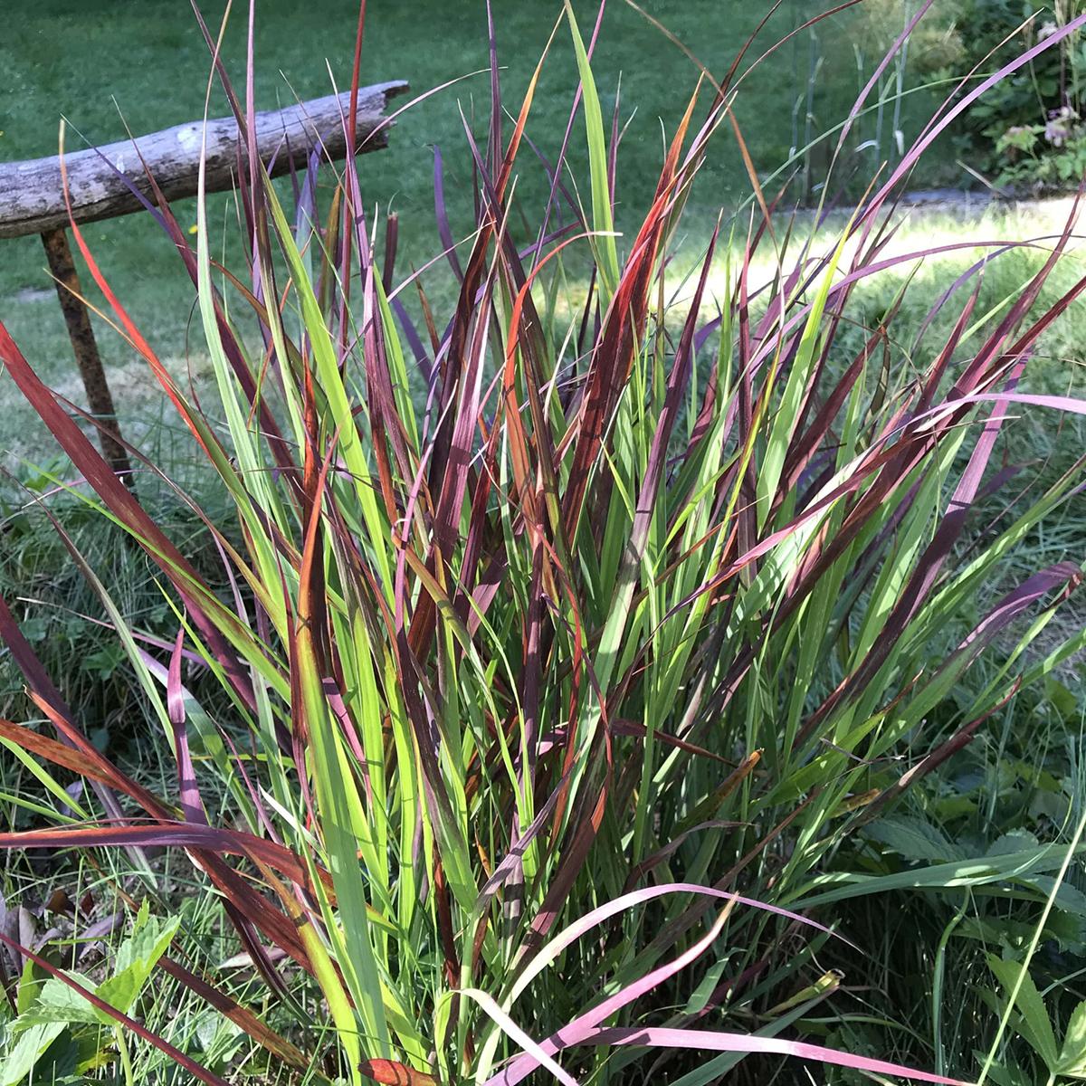 Panicum virgatum Oxblood Autumn - A perennial grass with colourful foliage.