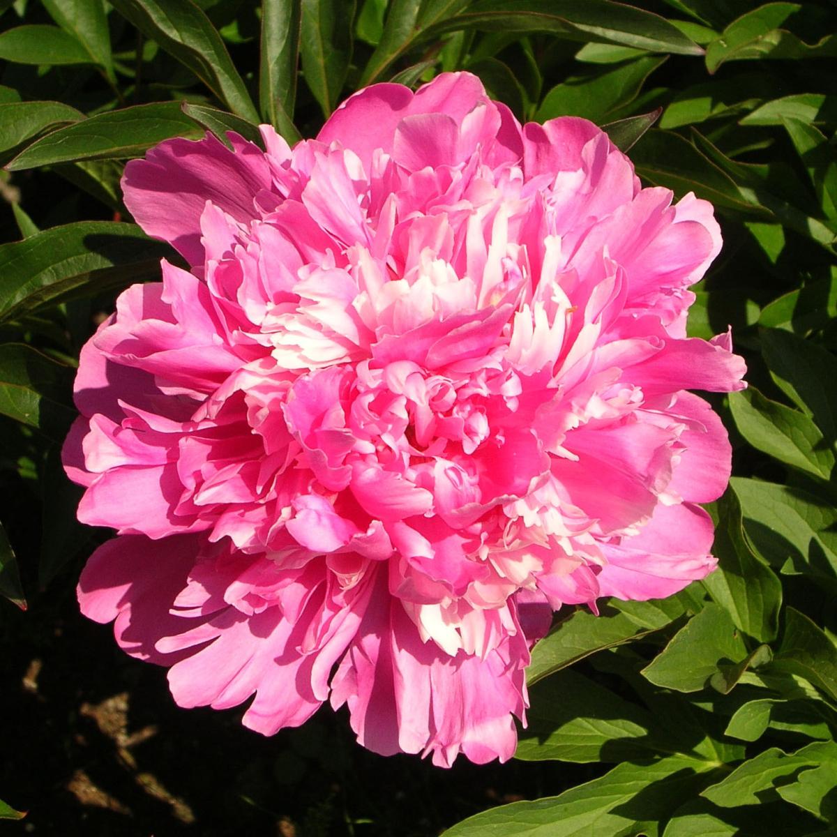 Peony lactiflora Edulis Superba - Chinese peony with pink, double ...