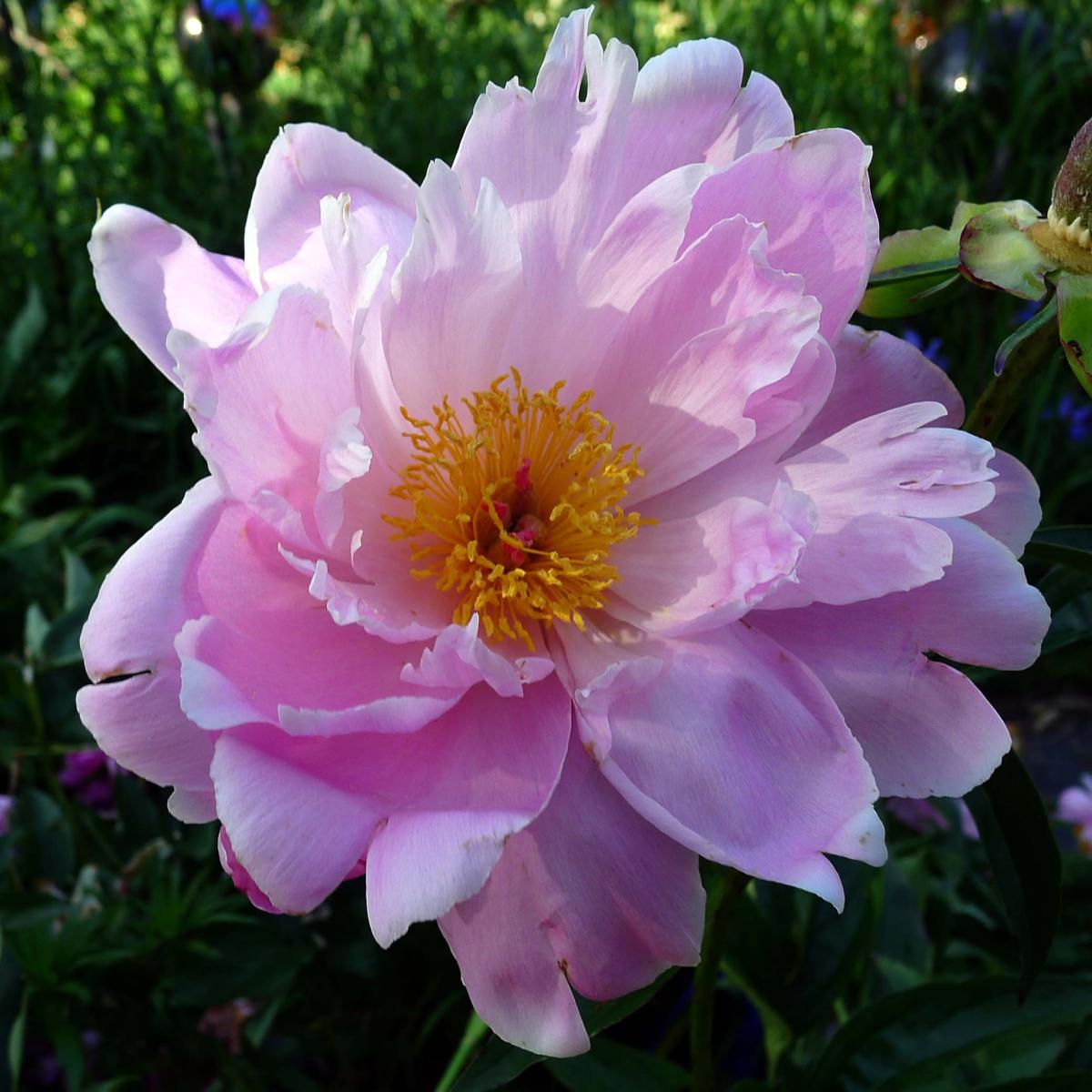 Peony lactiflora Sea Shell - Chinese peony with large single bright pink flowers with a golden ...