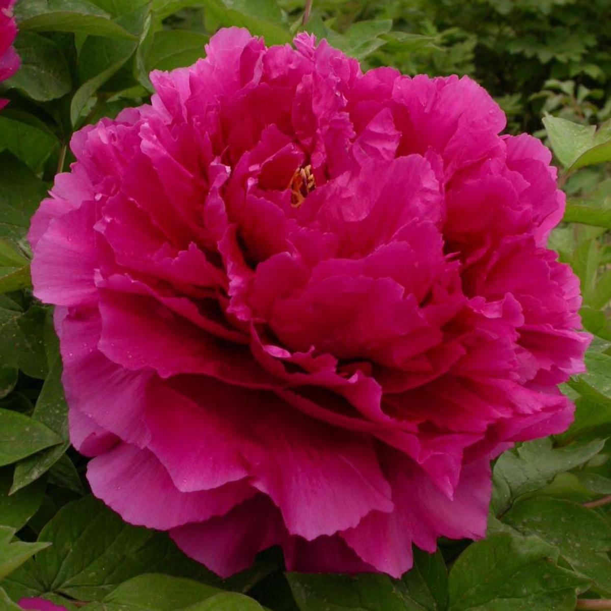 Paeonia suffruticosa Wu Long Peng Sheng - Wu Long Peng Sheng shrubby tree peony with large ...
