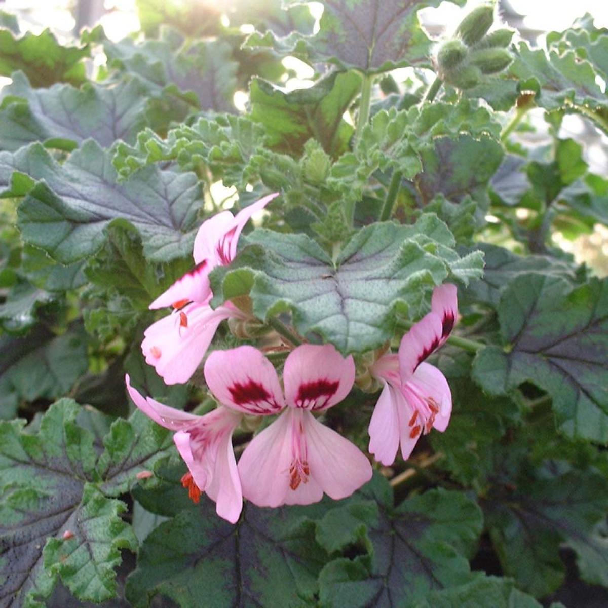 Pelargonium quercifolium 'Royal Oak' - Oakleaf Geranium with brown ...