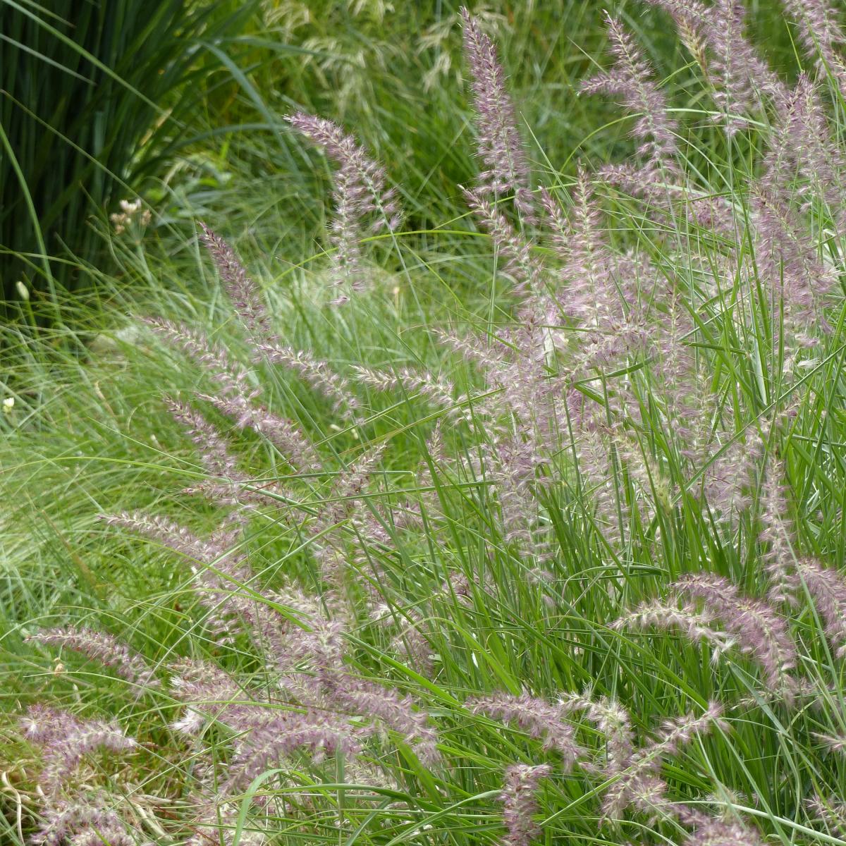 Pennisetum orientale Karley Rose - Oriental fountain grass - Perennial ...