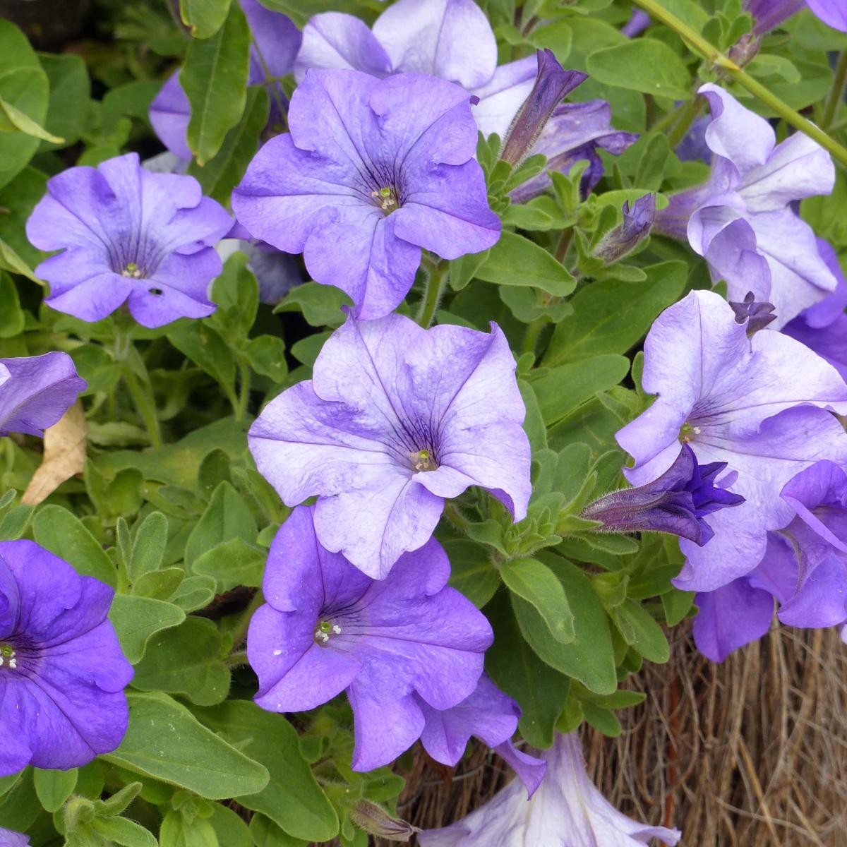 Surfinia Heavenly Blue Petunia - The best trailing blue sky flower Petunia.