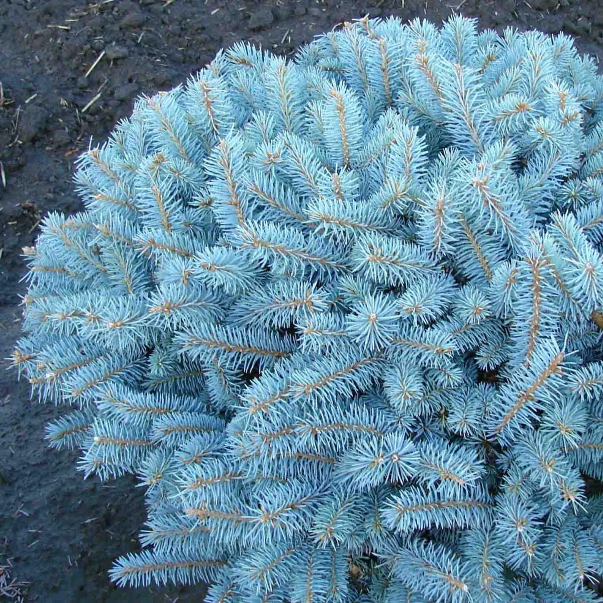 Picea pungens Glauca Globosa - Spike or dwarf blue spruce