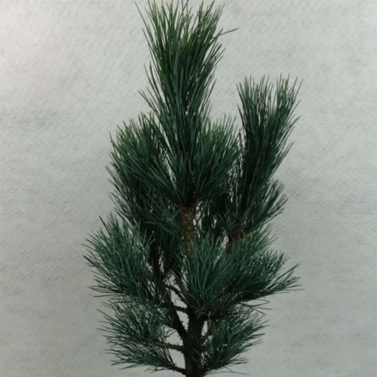 Pinus cembra Compacta Glauca - dwarf pine with an ovoid habit.