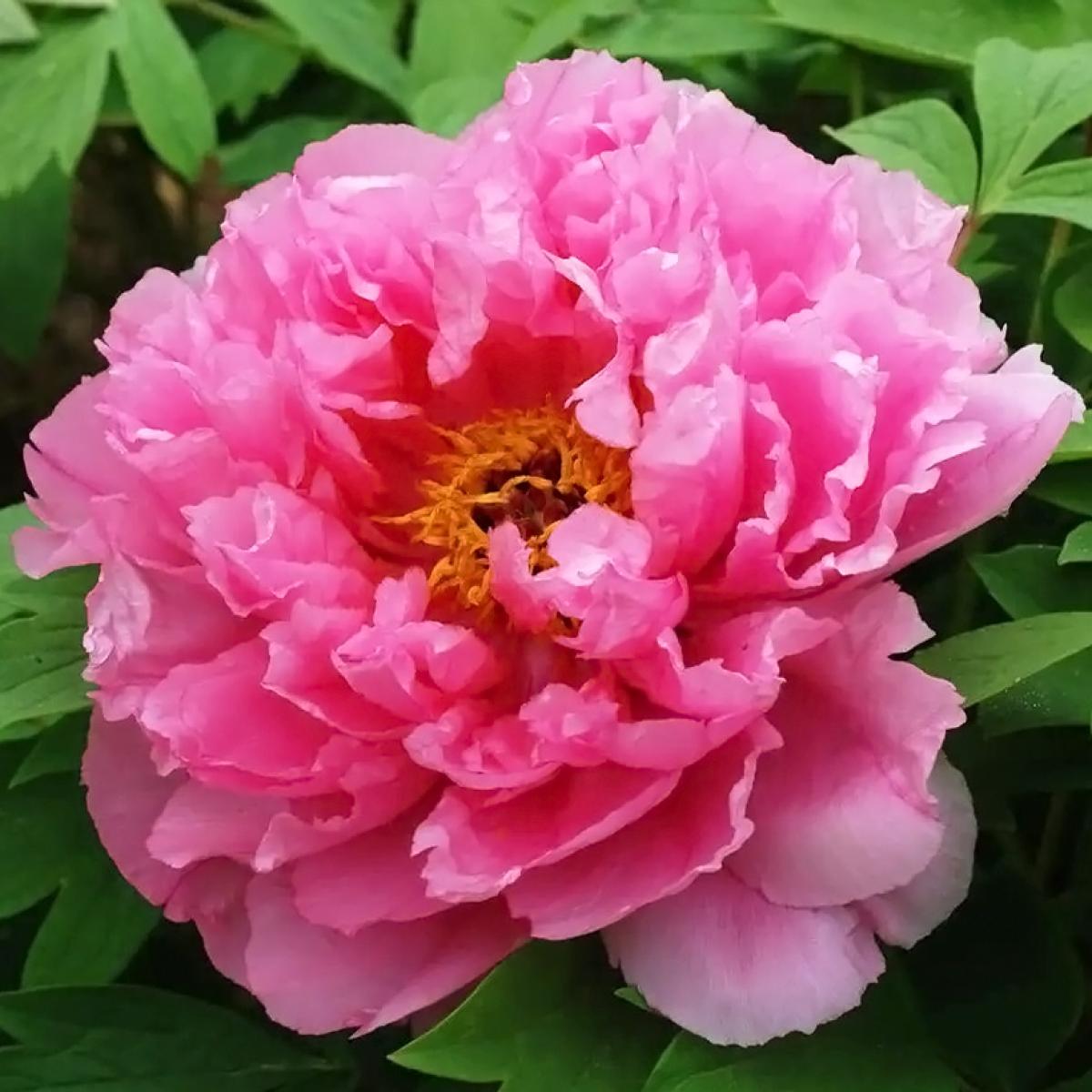Paeonia suffruticosa Rou Fu Rong - Tree peony with semi-double, deep flesh pink, fragrant flowers