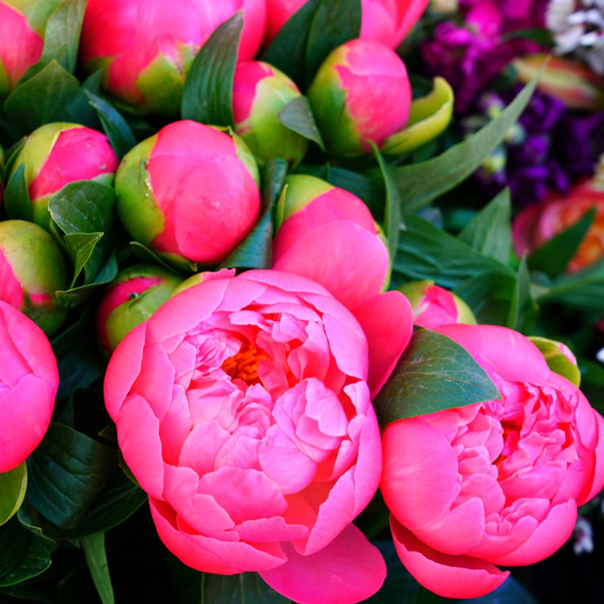 Paeonia lactiflora Neon - Japanese peony with a bright pink single ...