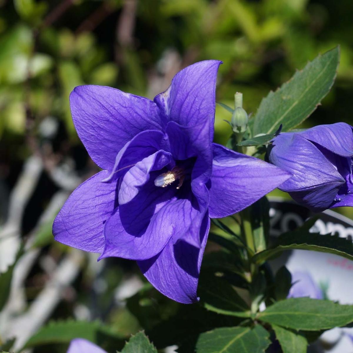 Platycodon grandiflorus 'Astra Blue' - Compact perennial with large ...