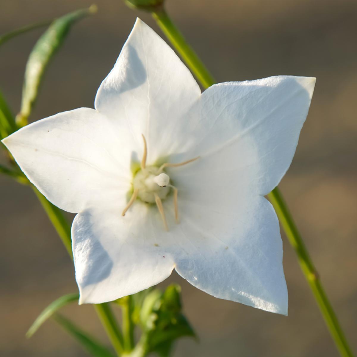 Platycodon grandiflorus 'Fuji White' - Bellflower with large white flowers.
