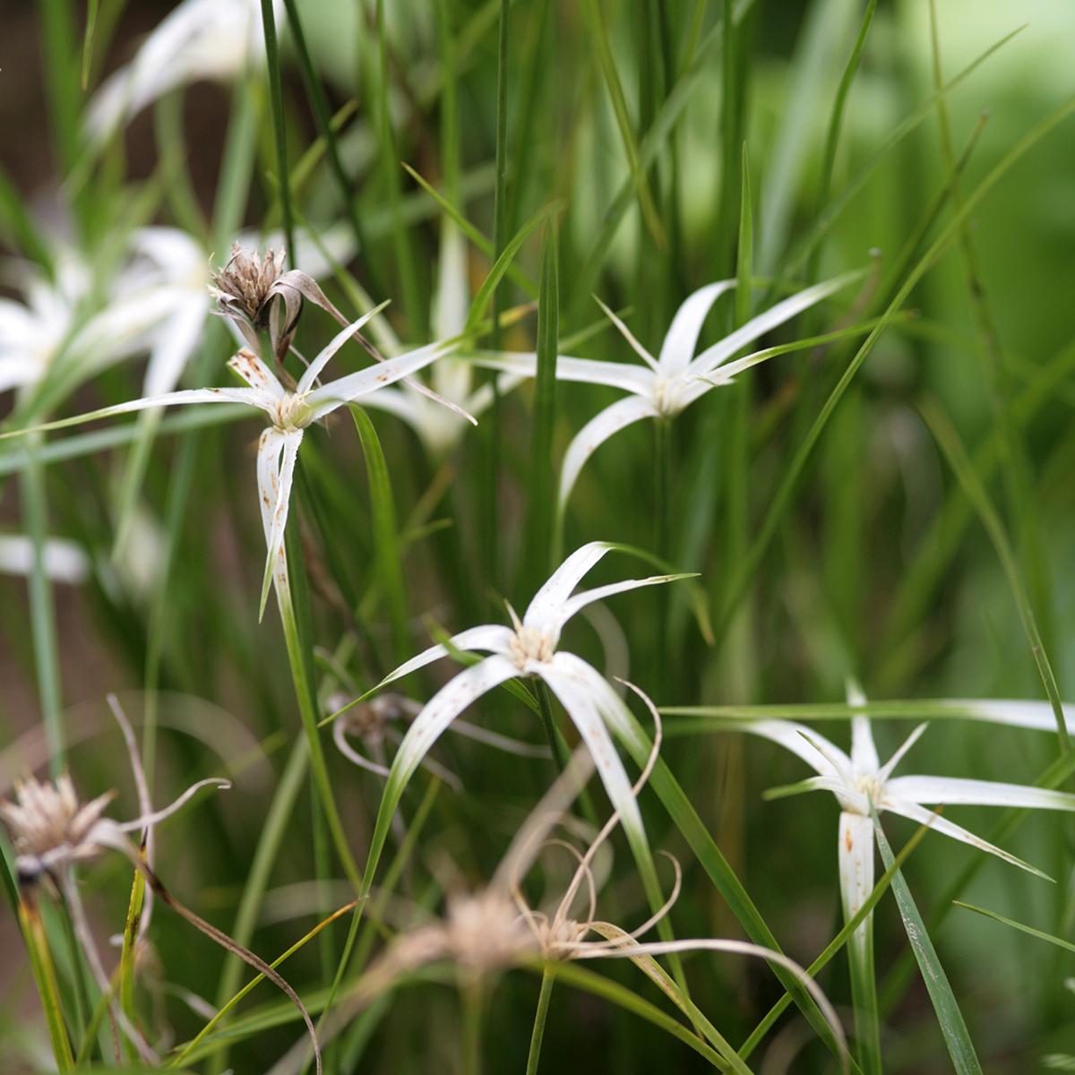 Rhynchospora colorata - Star Dancer