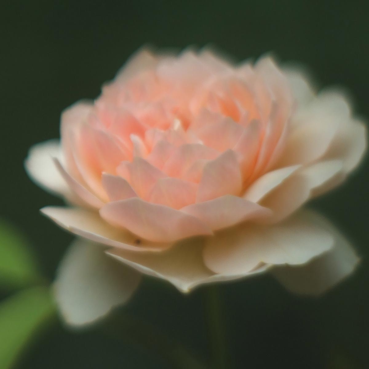 Sweet Juliet rose, with apricot to pale pink flowers