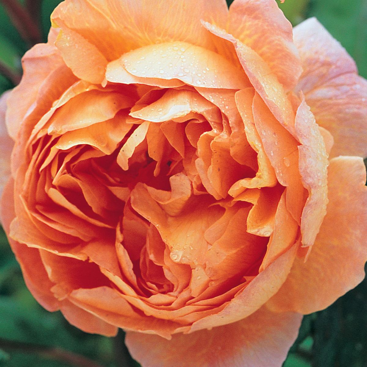 Rosa Lady Emma Hamilton - Ausbrother - English Rose by David Austin ...