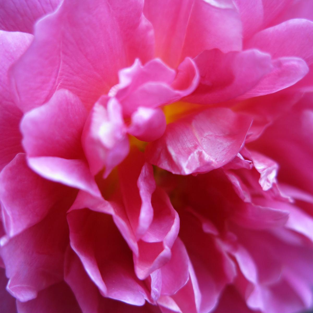 Rosa Princess Anne - English Rose David Austin - Clusters of flowers in ...