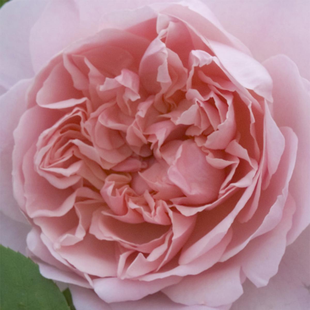 Rosa Wildeve - English Rose David Austin - Pale pink flowers, in ...