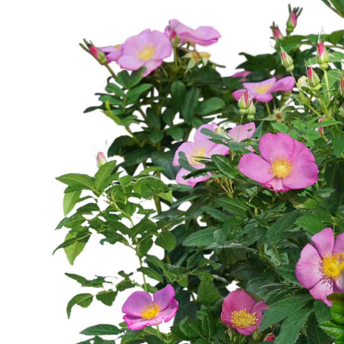 Rosy Boom 'Wildlife' Rose - A wild attraction bush for landscaping