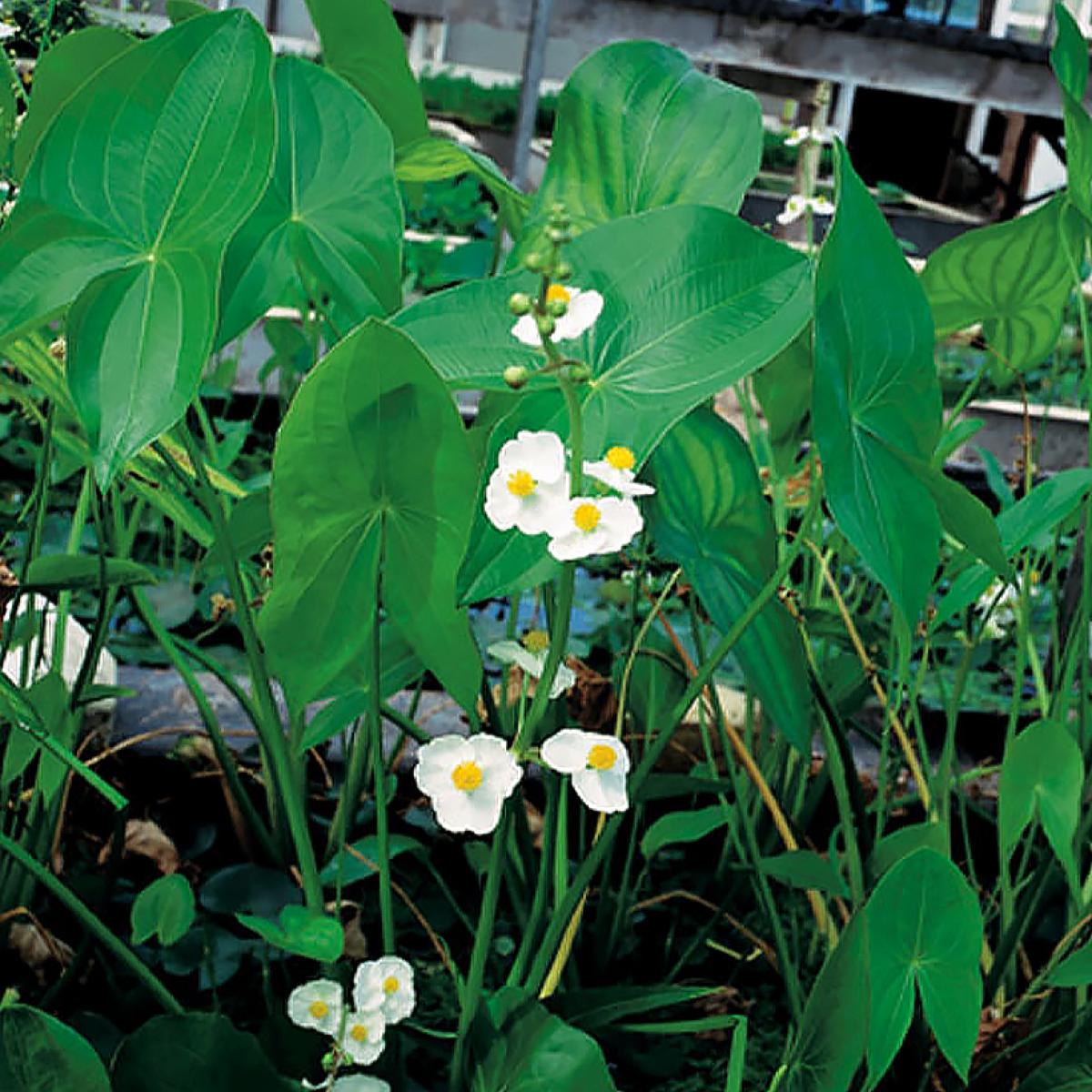Sagittaria latifolia - Broadleaf Arrowhead - Aquatic plant with ...
