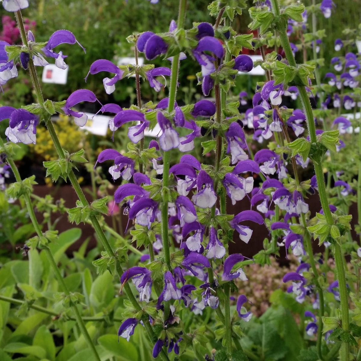 Salvia pratensis Madeline - Meadow sage - Perennial with blue-violet ...