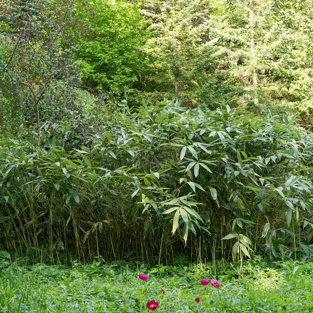 Sasa kurilensis - Japanese dwarf bamboo with wide glossy leaves.