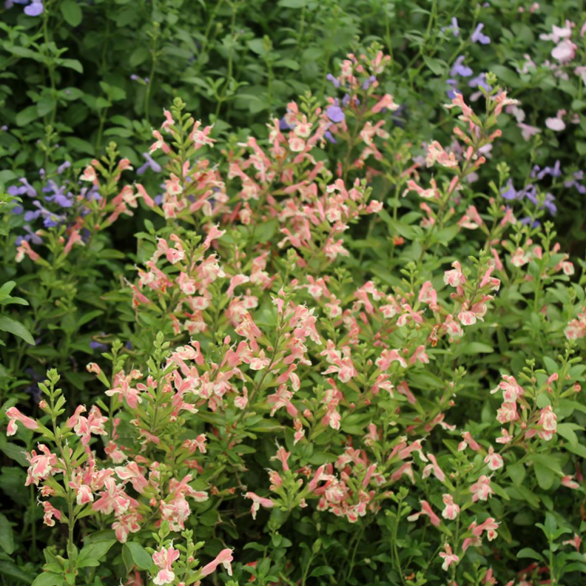 Salvia jamensis Belle de Loire - Shrubby sage with bicolour yellow and ...