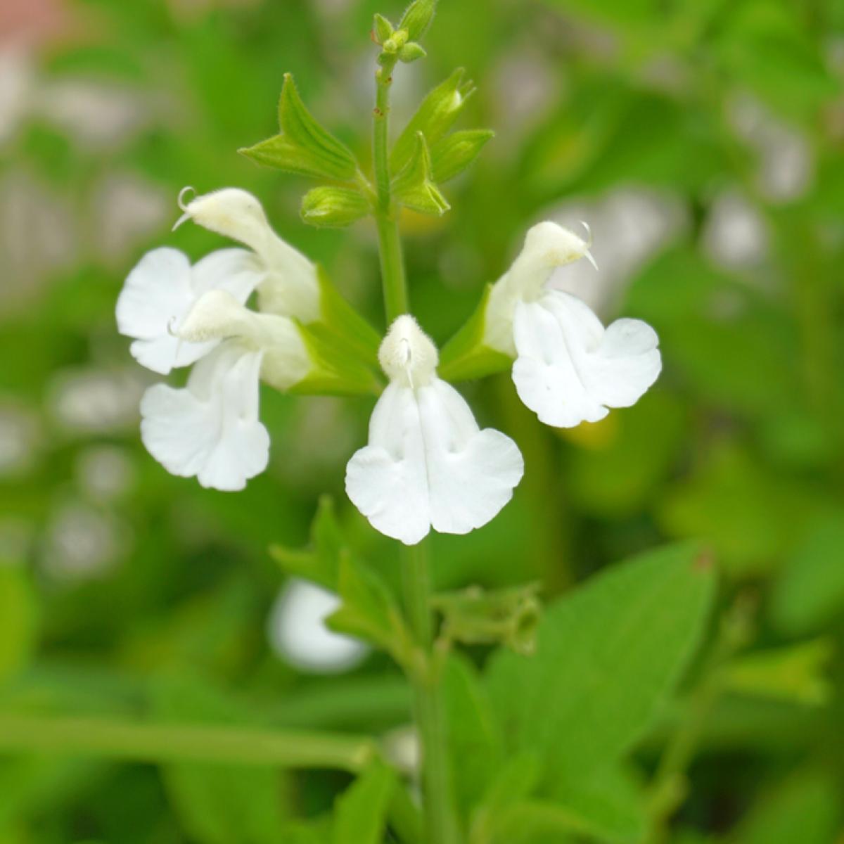 Shrubby sage - Salvia greggii Alba - White flowers and aromatic foliage.