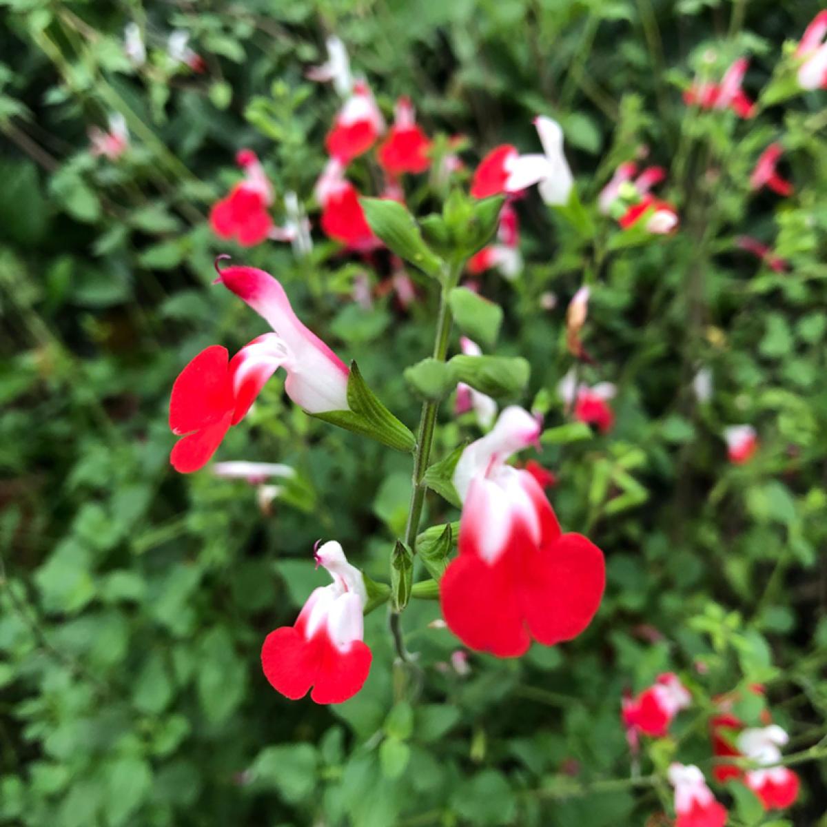 Salvia microphylla Hot Lips - 'Hot Lips' Sage - shrubby, red and white ...