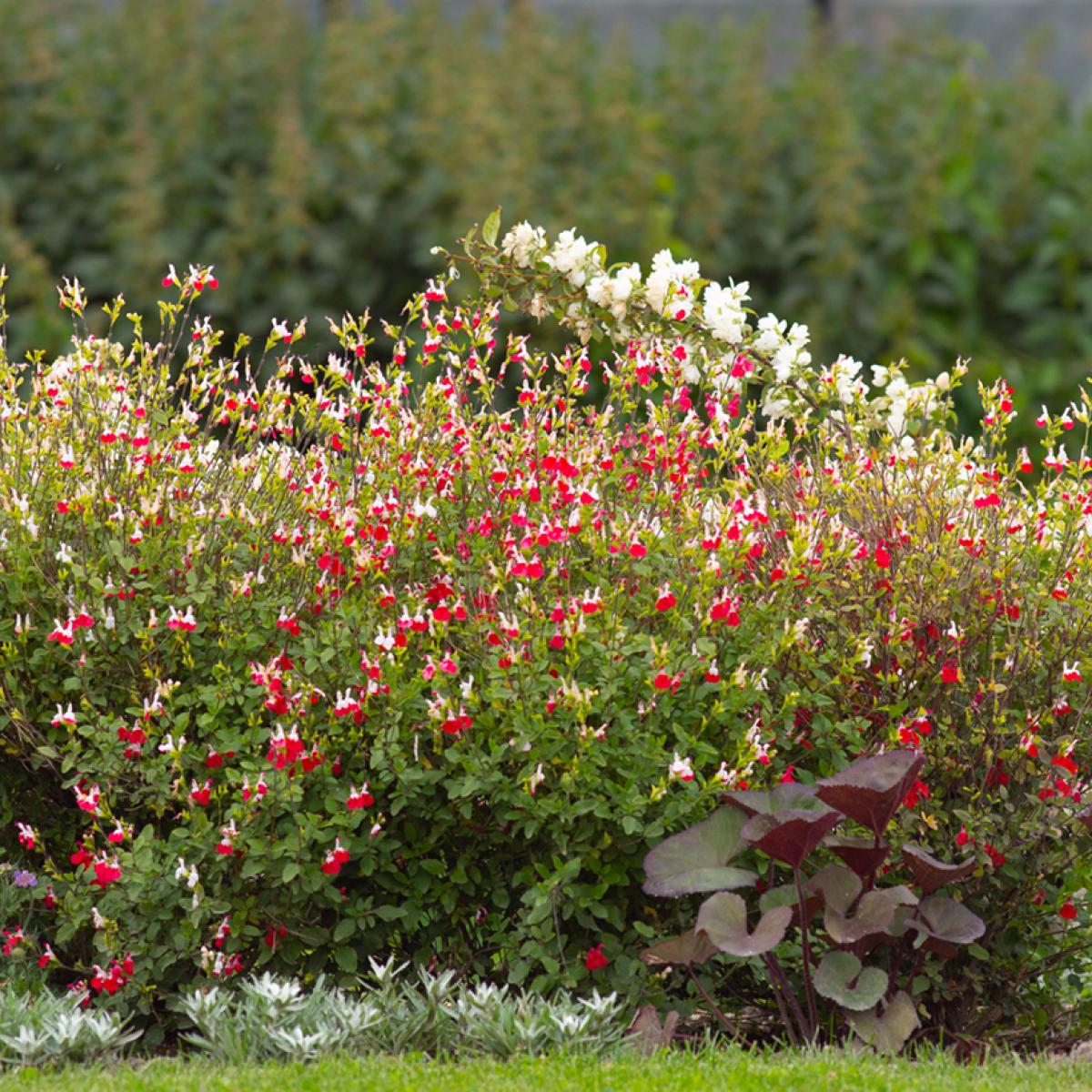 Salvia microphylla Hot Lips - 'Hot Lips' Sage - shrubby, red and white ...