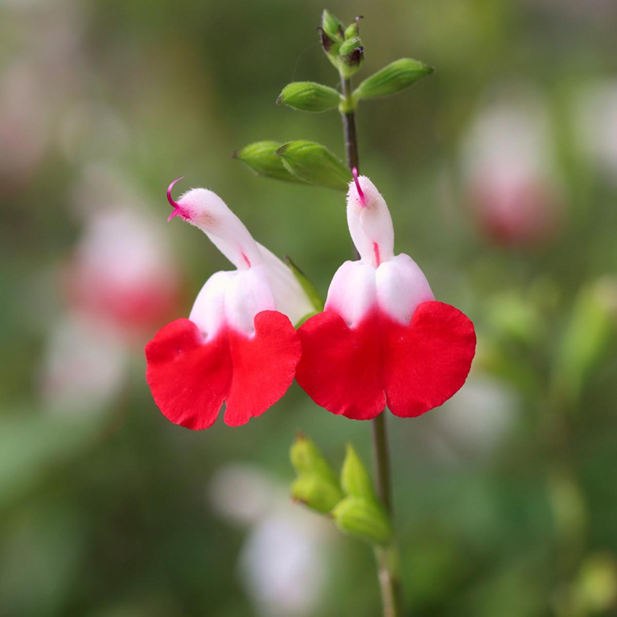Salvia microphylla Hot Lips - 'Hot Lips' Sage - shrubby, red and white ...