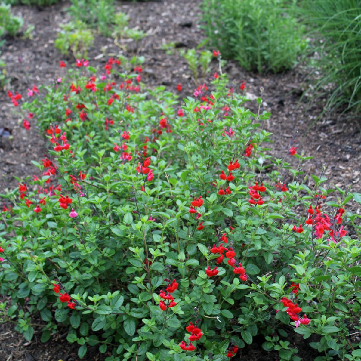 Sage - Salvia microphylla Royal Bumble - Perennial shrub with red flowers.