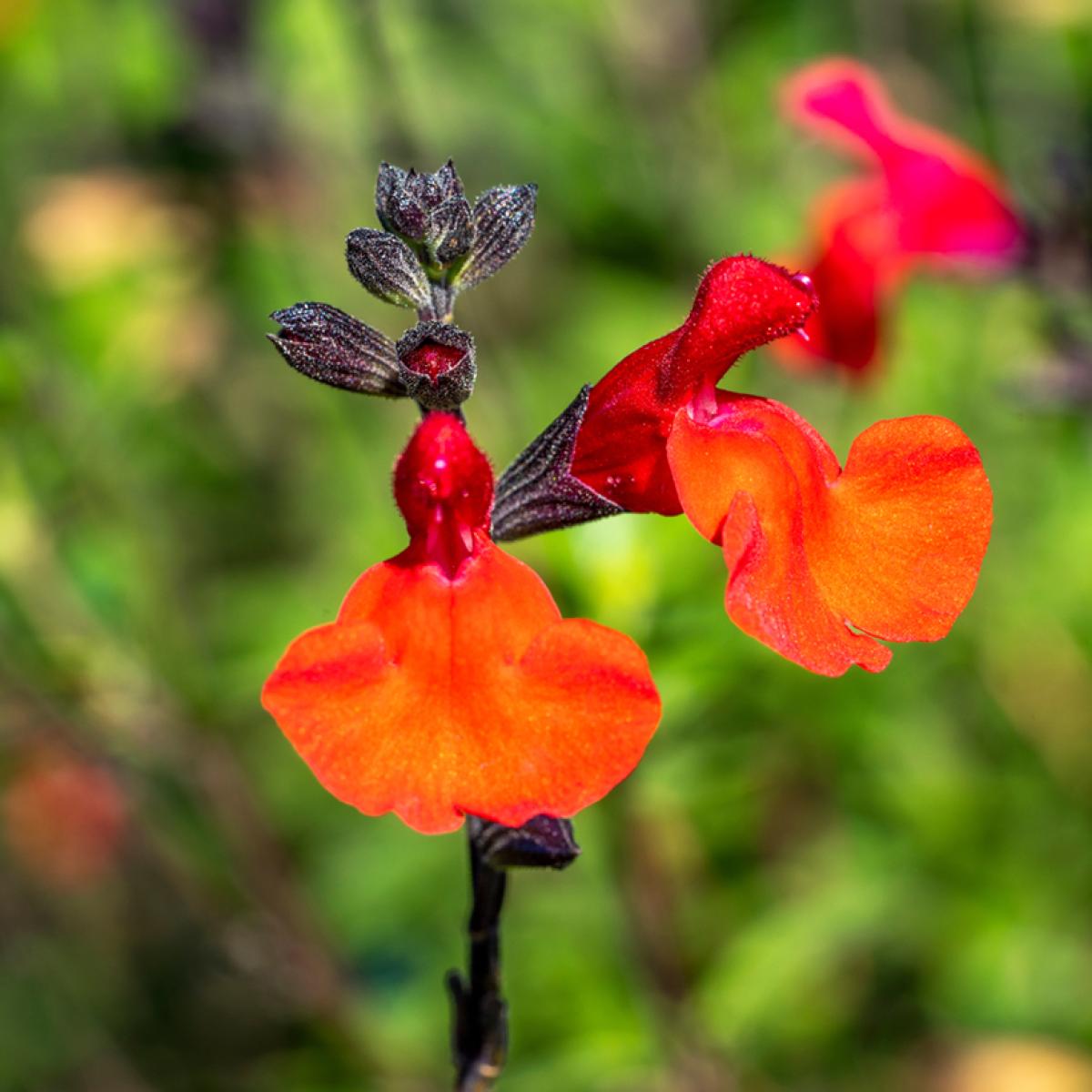 Sage - Salvia microphylla Royal Bumble - Perennial shrub with red flowers.