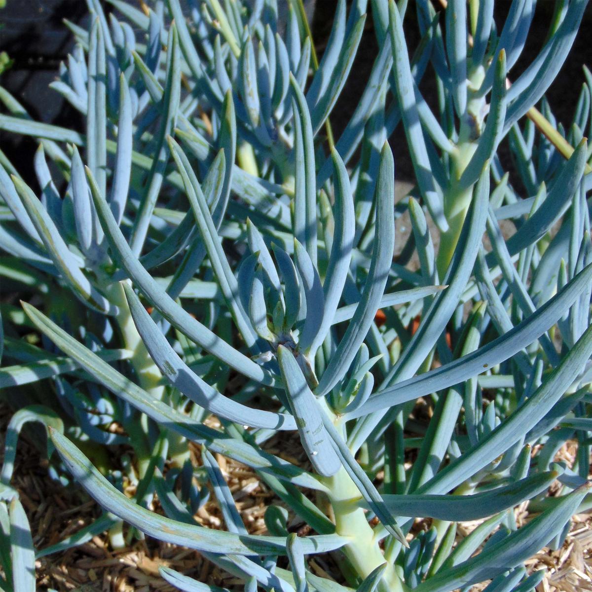 Senecio mandraliscae - Evergreen Mediterranean shrub with silver-blue ...