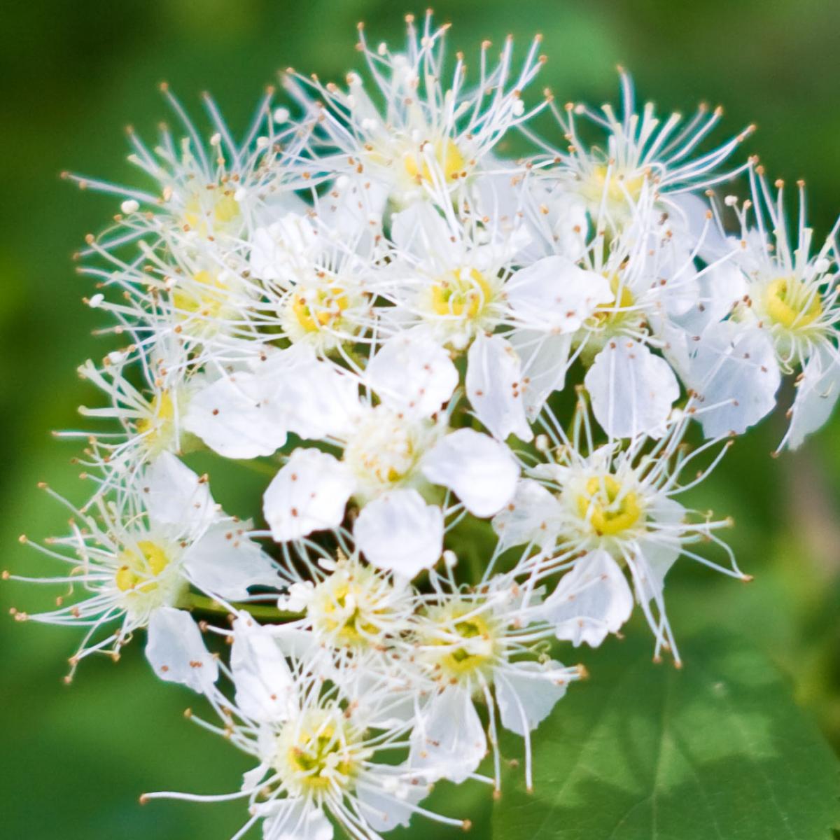 Birchleaf Spirea Tor - Spiraea betulifolia with white flowers