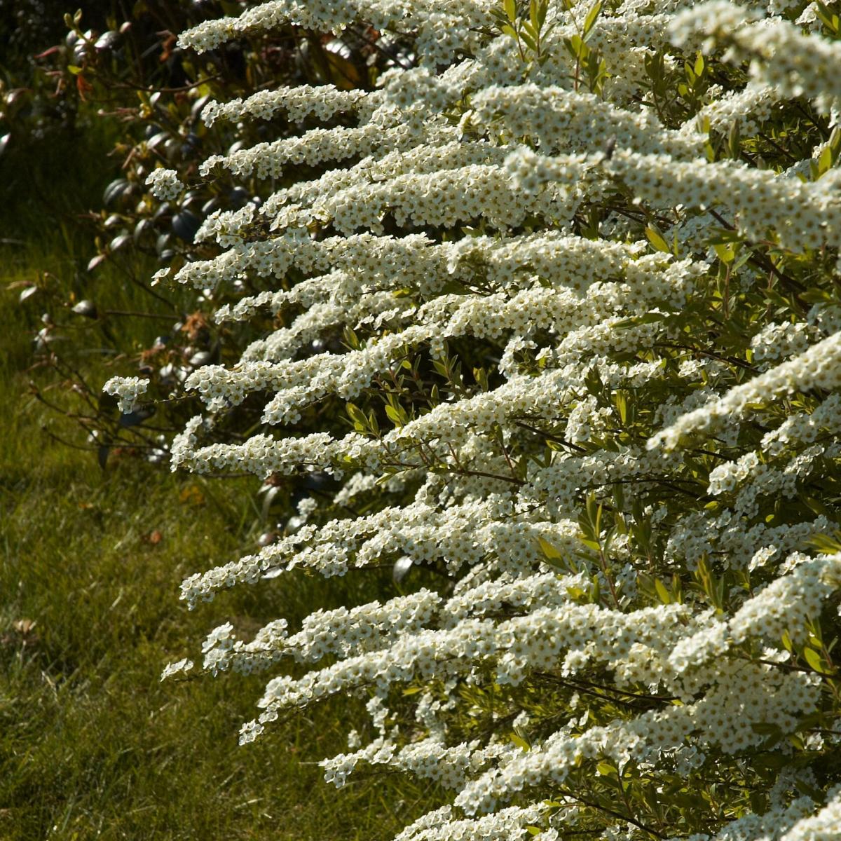 Spiraea cinerea Grefsheim - Very floriferous dentate spirea, white.