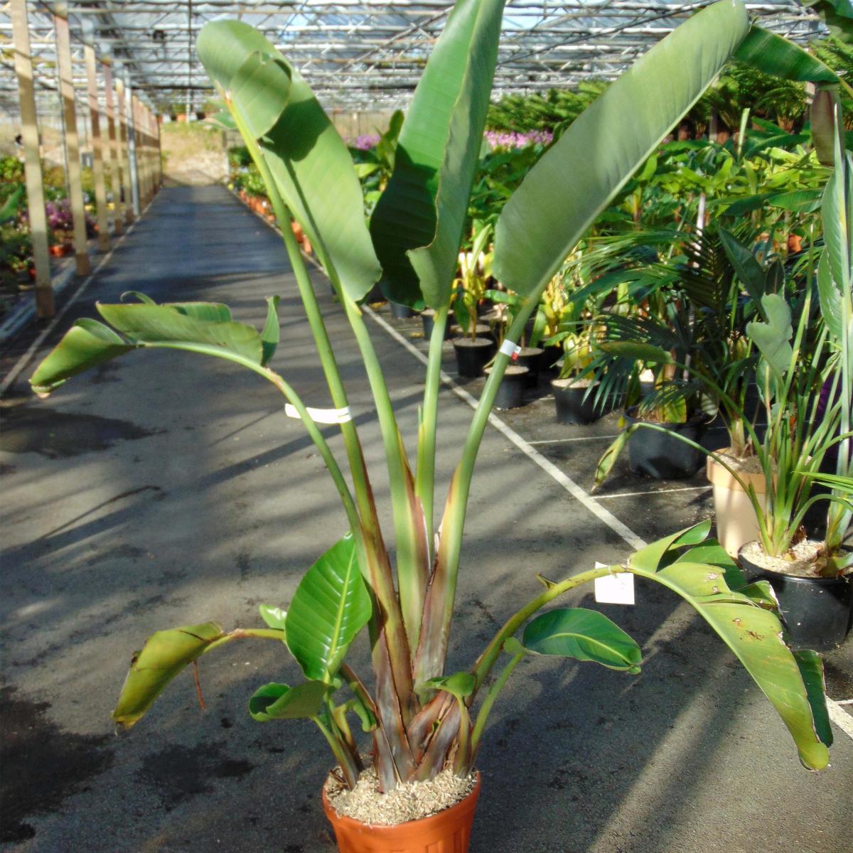 Strelitzia augusta - Giant white-flowered Bird of Paradise.