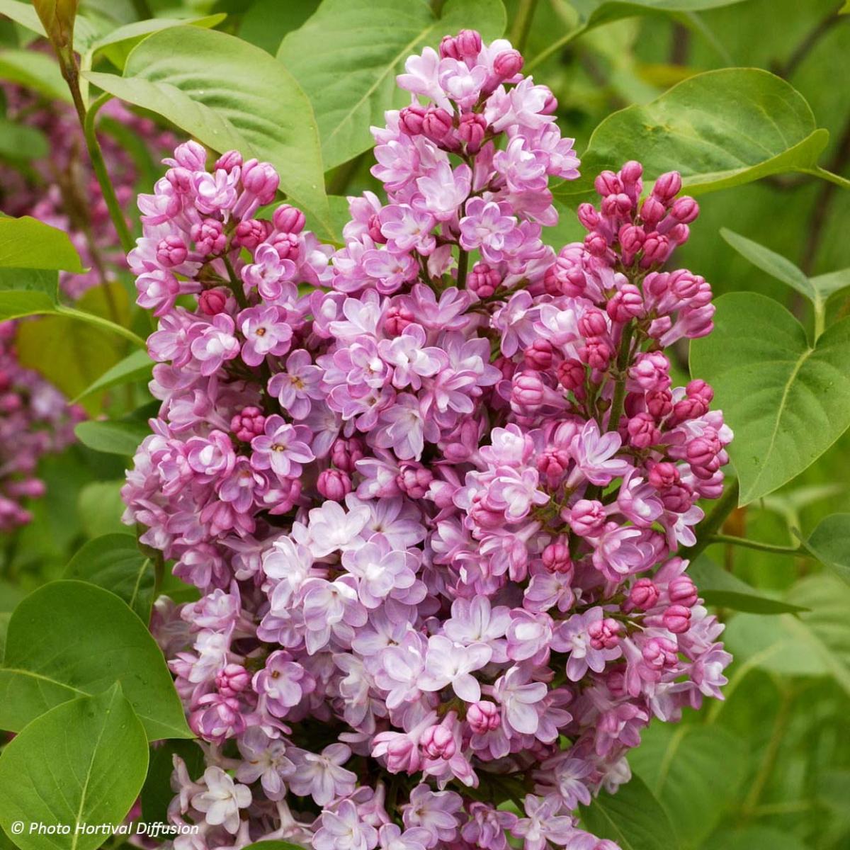 Syringa vulgaris 'Belle de Nancy' - Semi-double mauve-pink scented lilac.