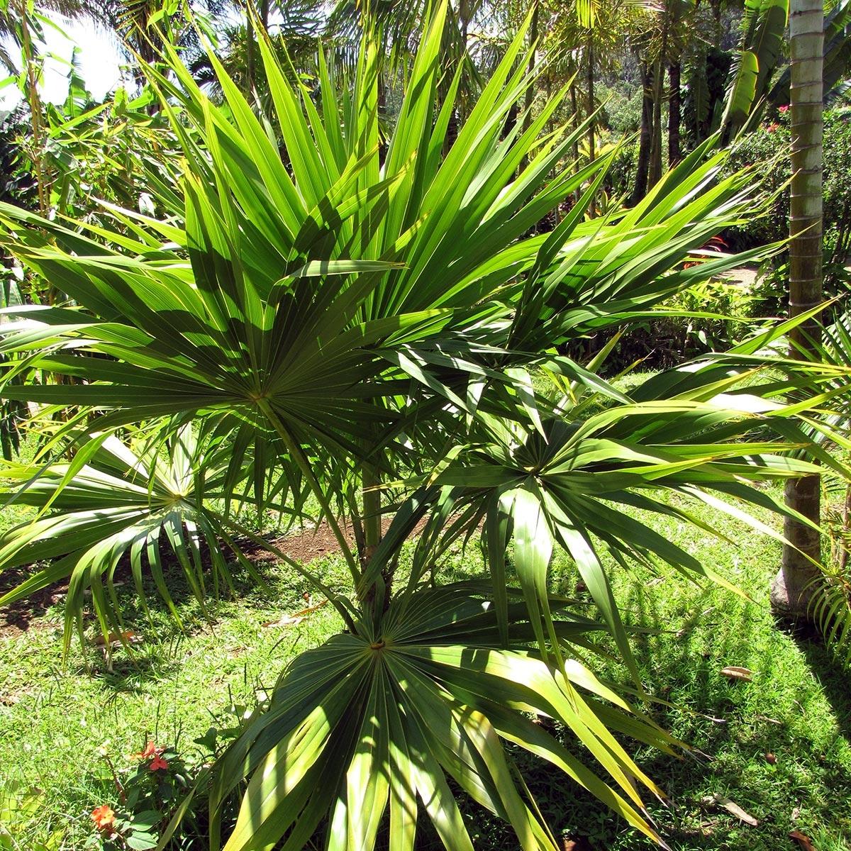 Thrinax radiata - Caribbean palm, from Mexico and Florida with circular ...