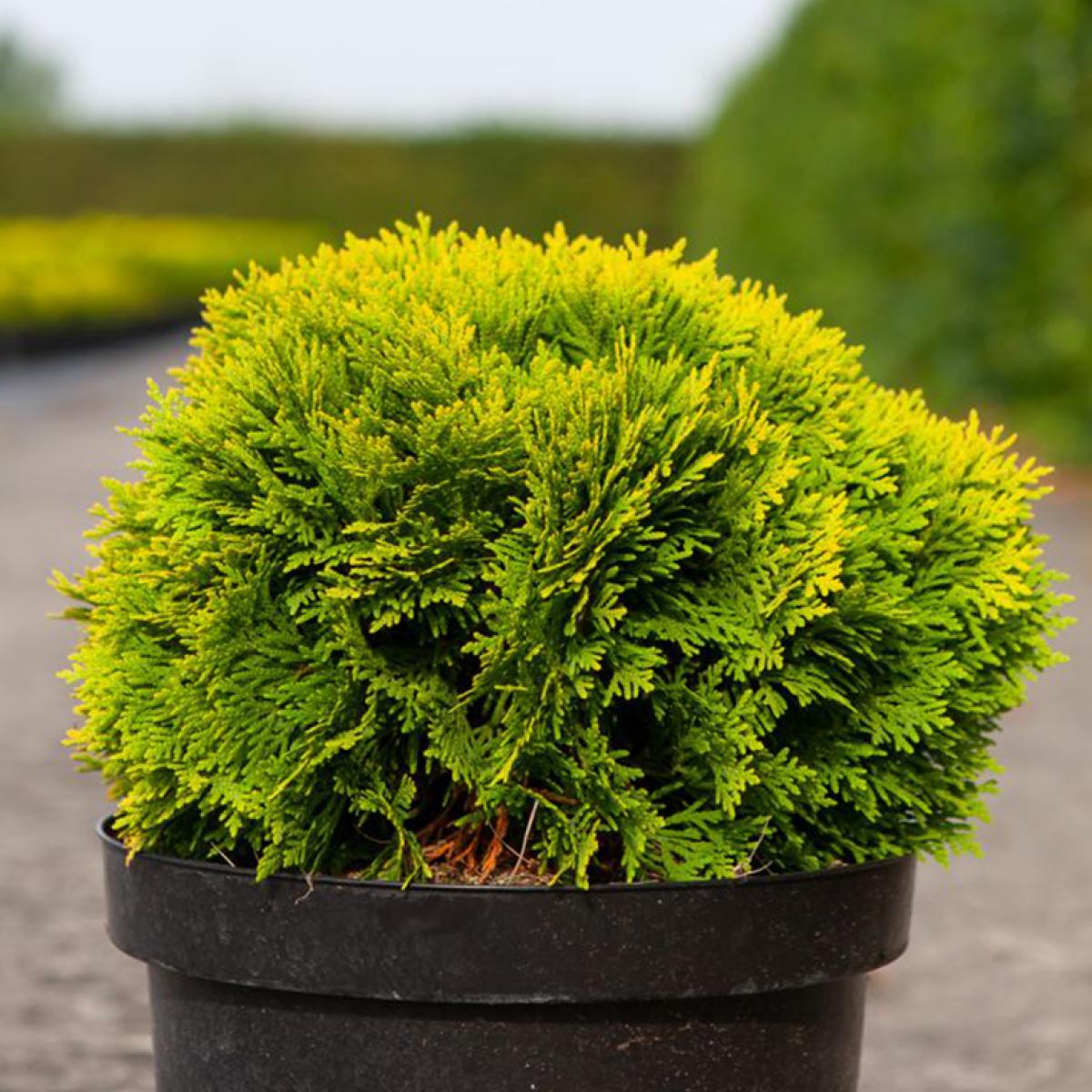 Thuja occidentalis Mirjam - Canada Thuja - Dwarf conifer with yellow ...