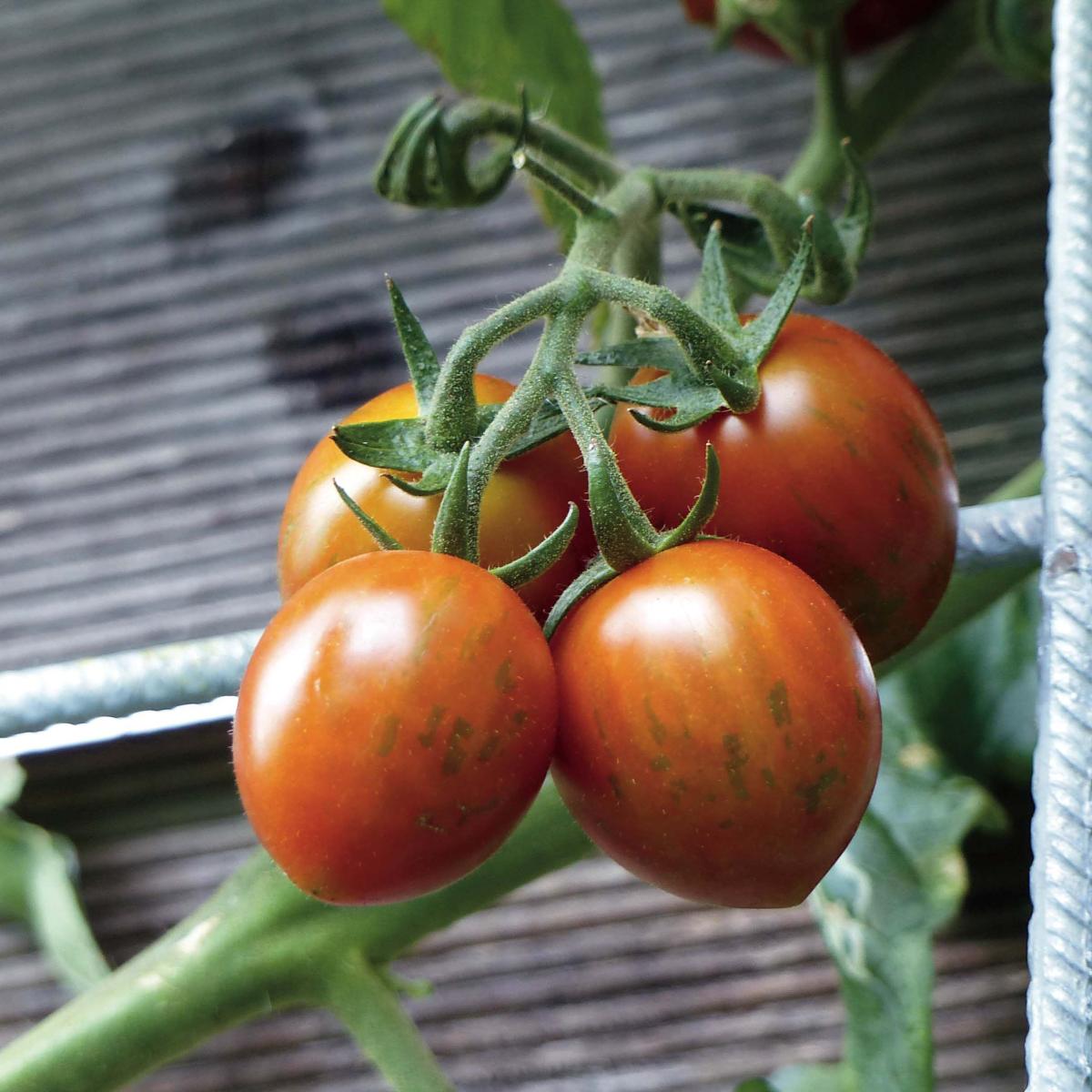 Grafted young plants of Cherry Tomato 'Cookie' F1 - La Sélection du Chef