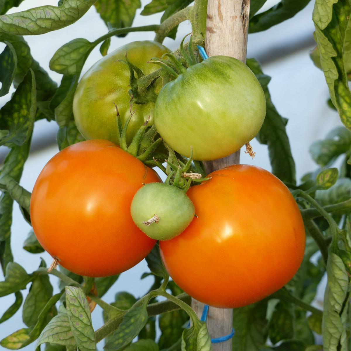 Orange Queen Tomato - Young plants - Rank with large orange fruits
