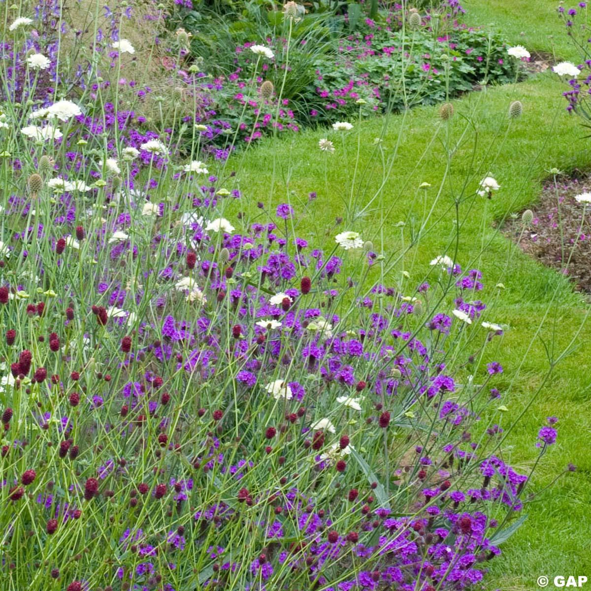 Verbena rigida Venosa - rough perennial vervain with elegant violet ...