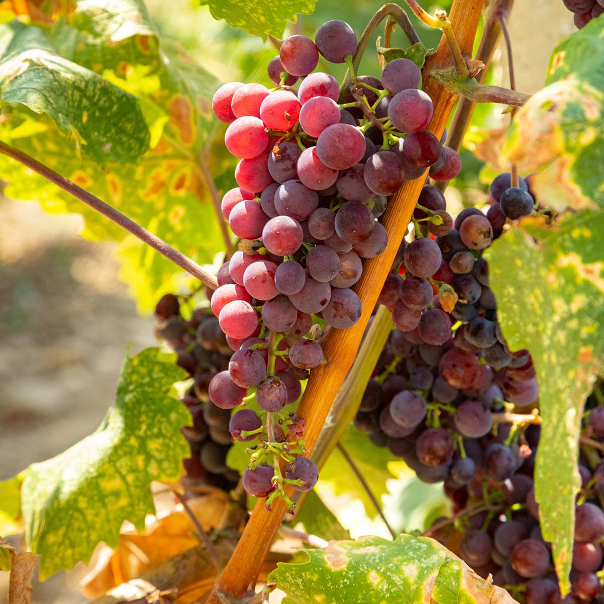 Table grape vine 'Vanessa' - Vitis vinifera with seedless red grapes.