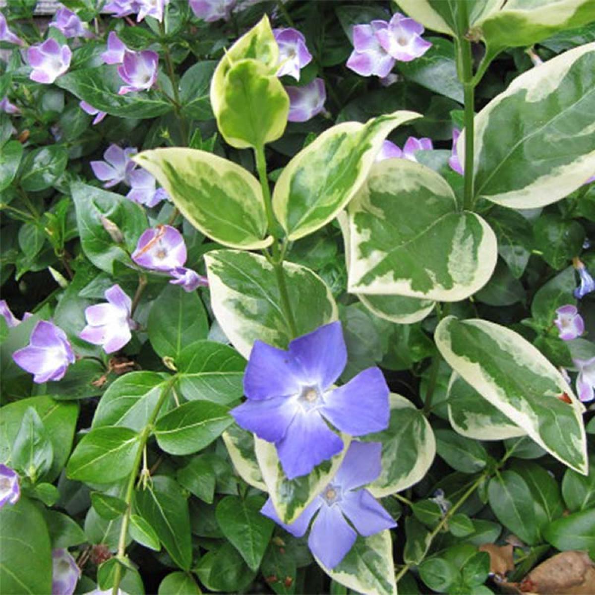 Variegated Vinca major - Variegated ground cover periwinkle