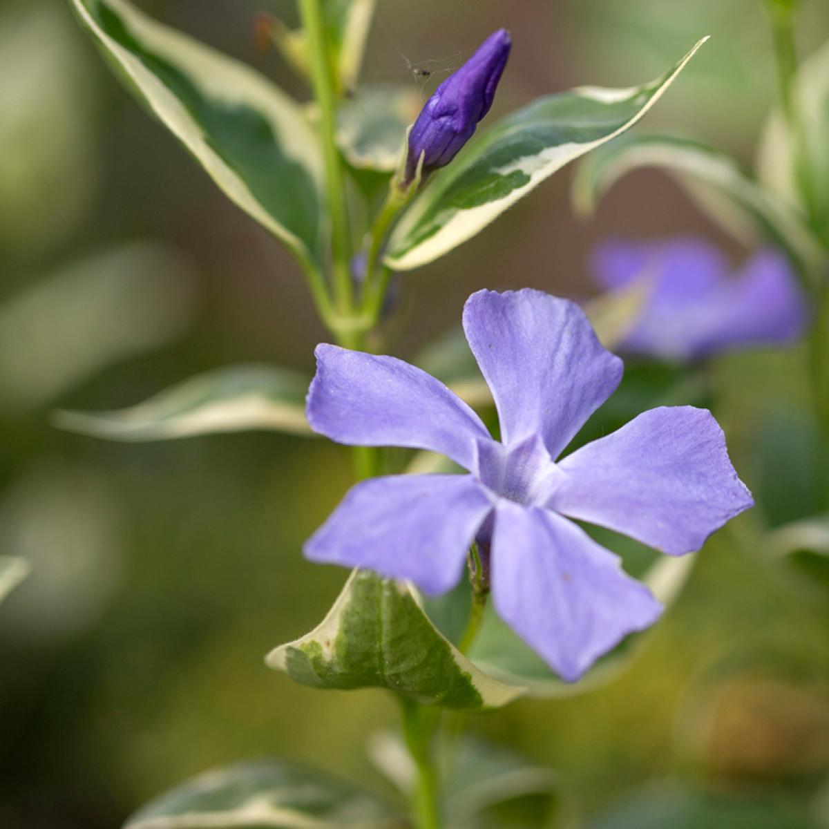 Variegated Vinca major - Variegated ground cover periwinkle