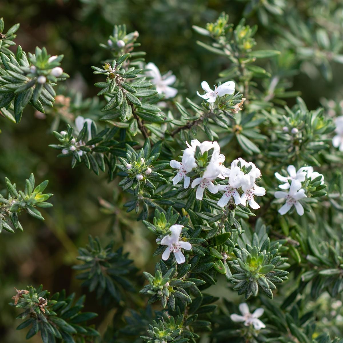 Westringia fruticosa Mundi - Australian Rosemary ground cover with ...