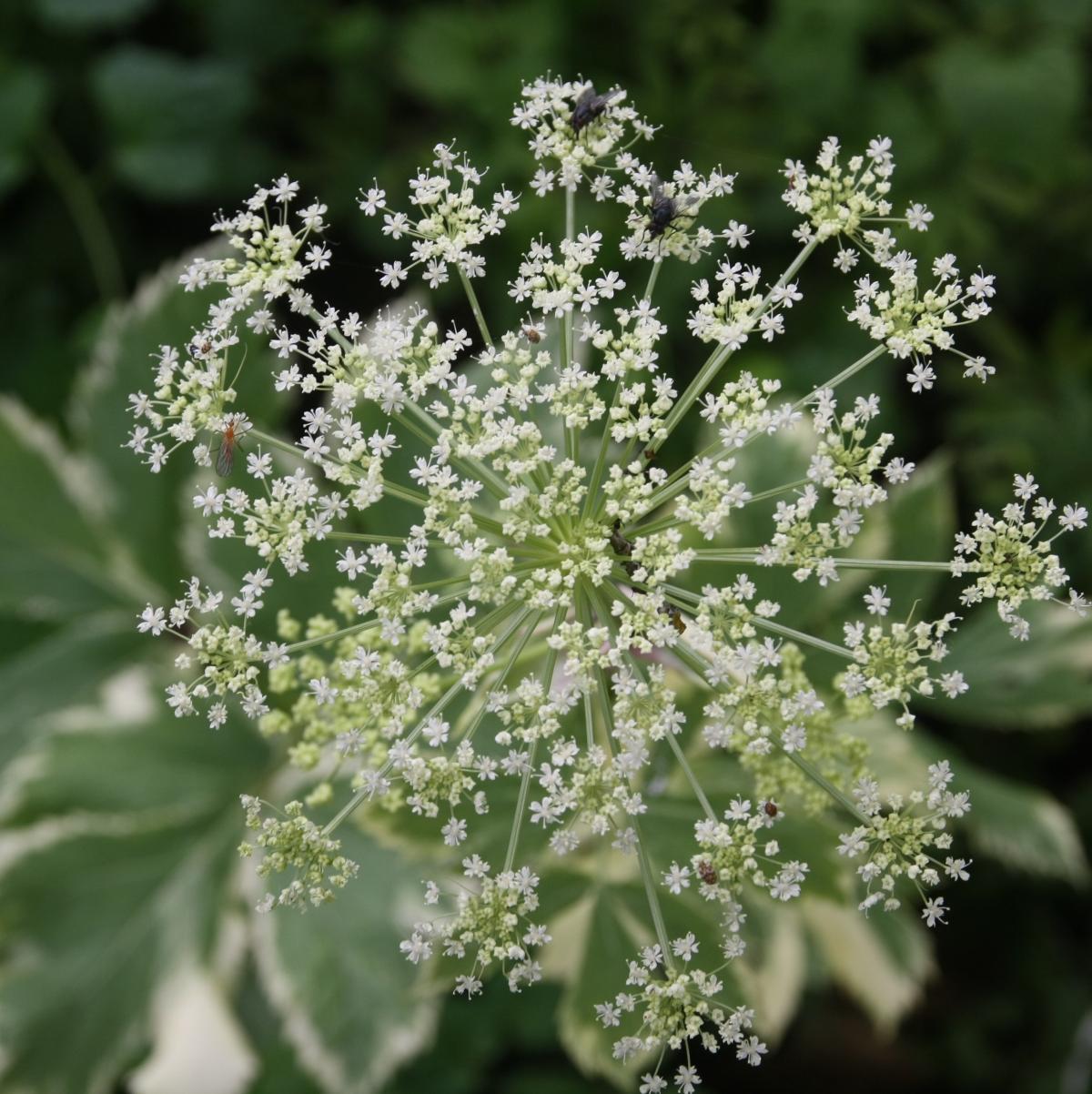 Aegopodium podagraria 'Variegata' - Variegated goutweed herb