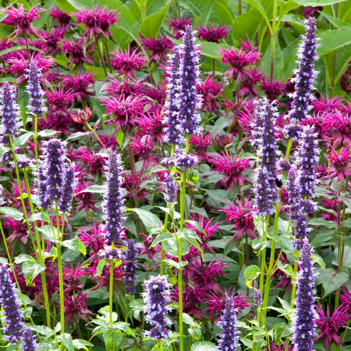 Verwunderlich Black Adder Agastache Plant Ebenbild